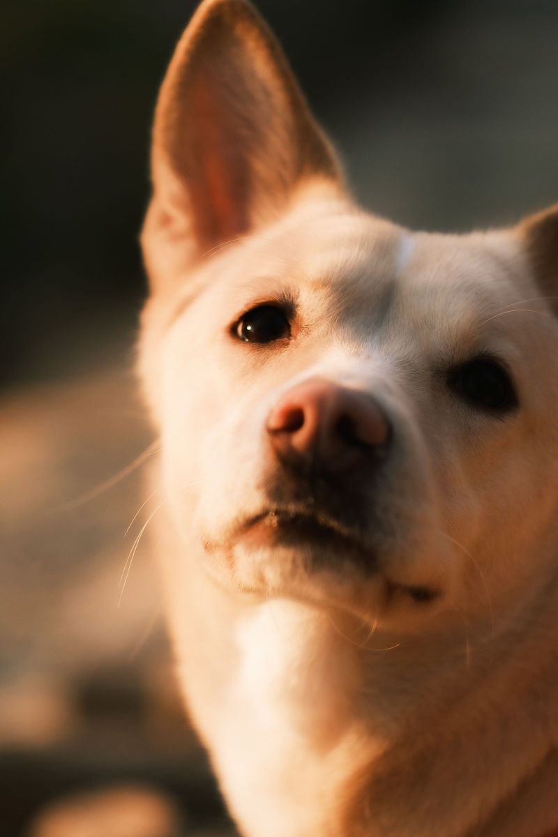 healing eye | GANREF