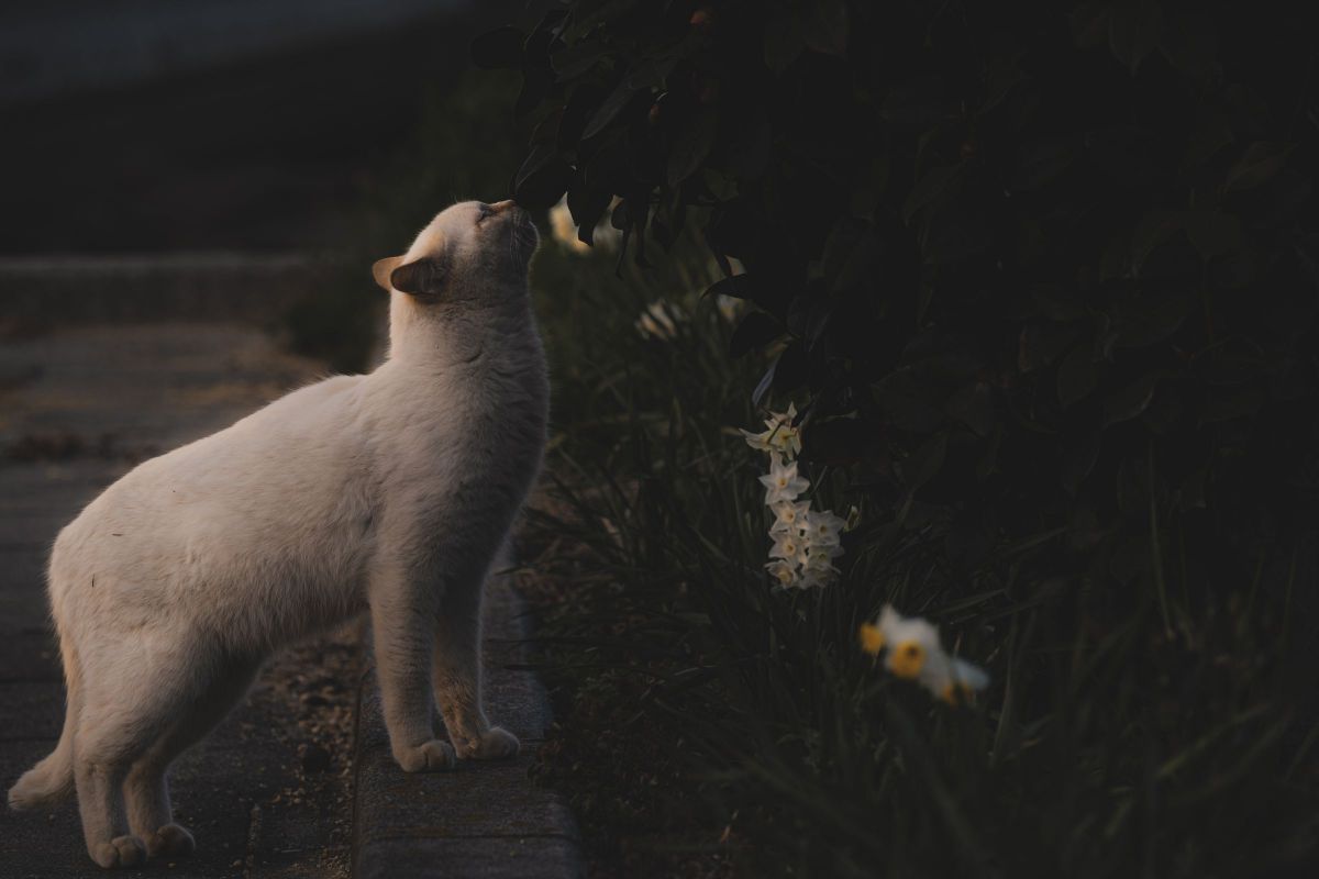 cat. | GANREF