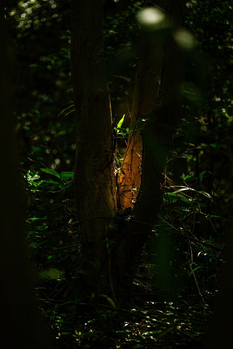 wrapped light | GANREF