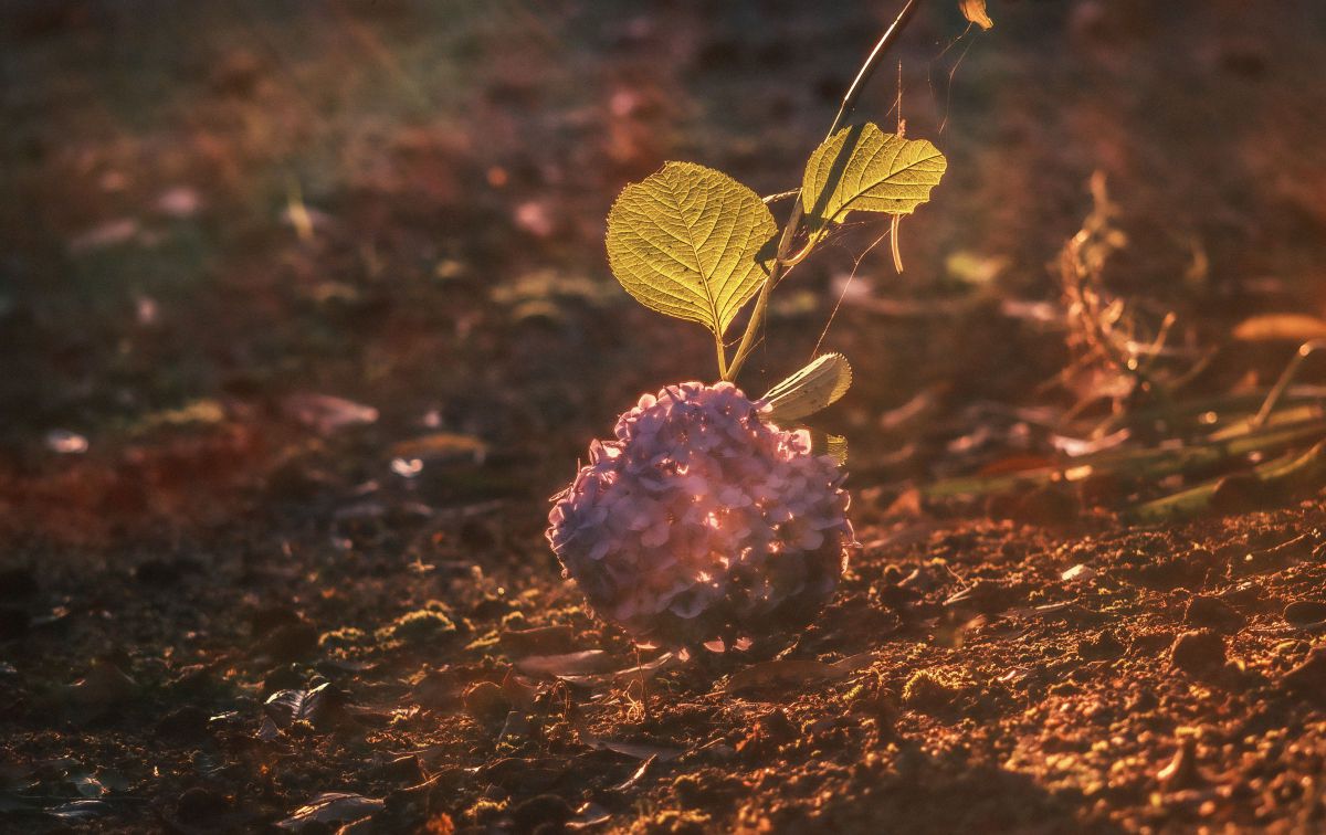 catch the light | GANREF