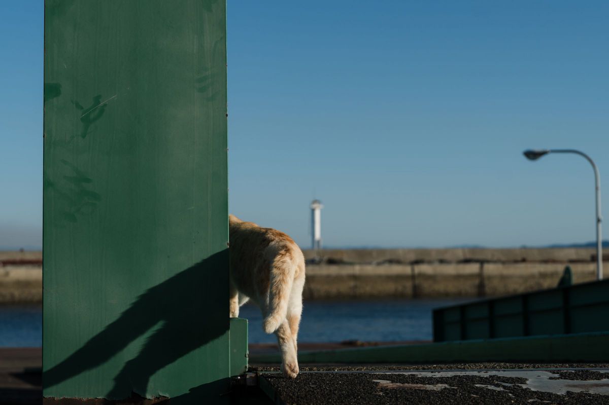 島猫の朝 | GANREF