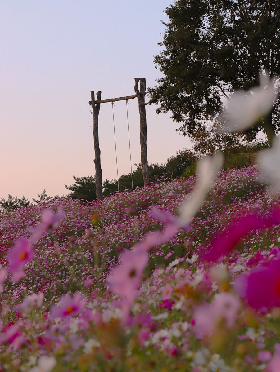 コスモスとブランコ | GANREF