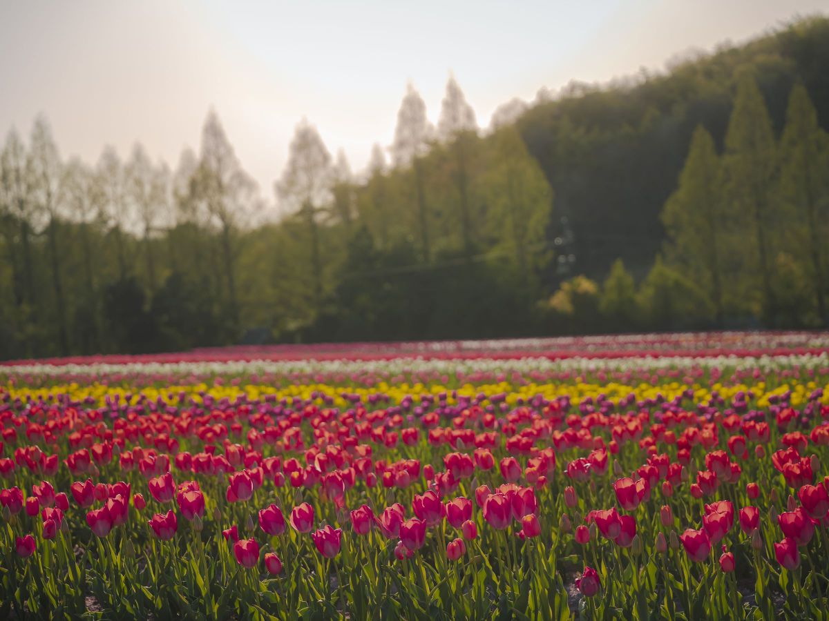 日が暮れて | GANREF