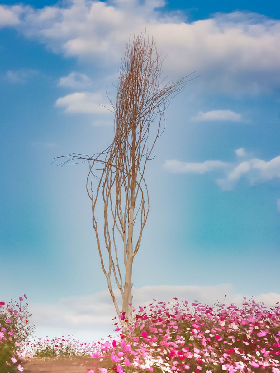 シンボルツリー | GANREF