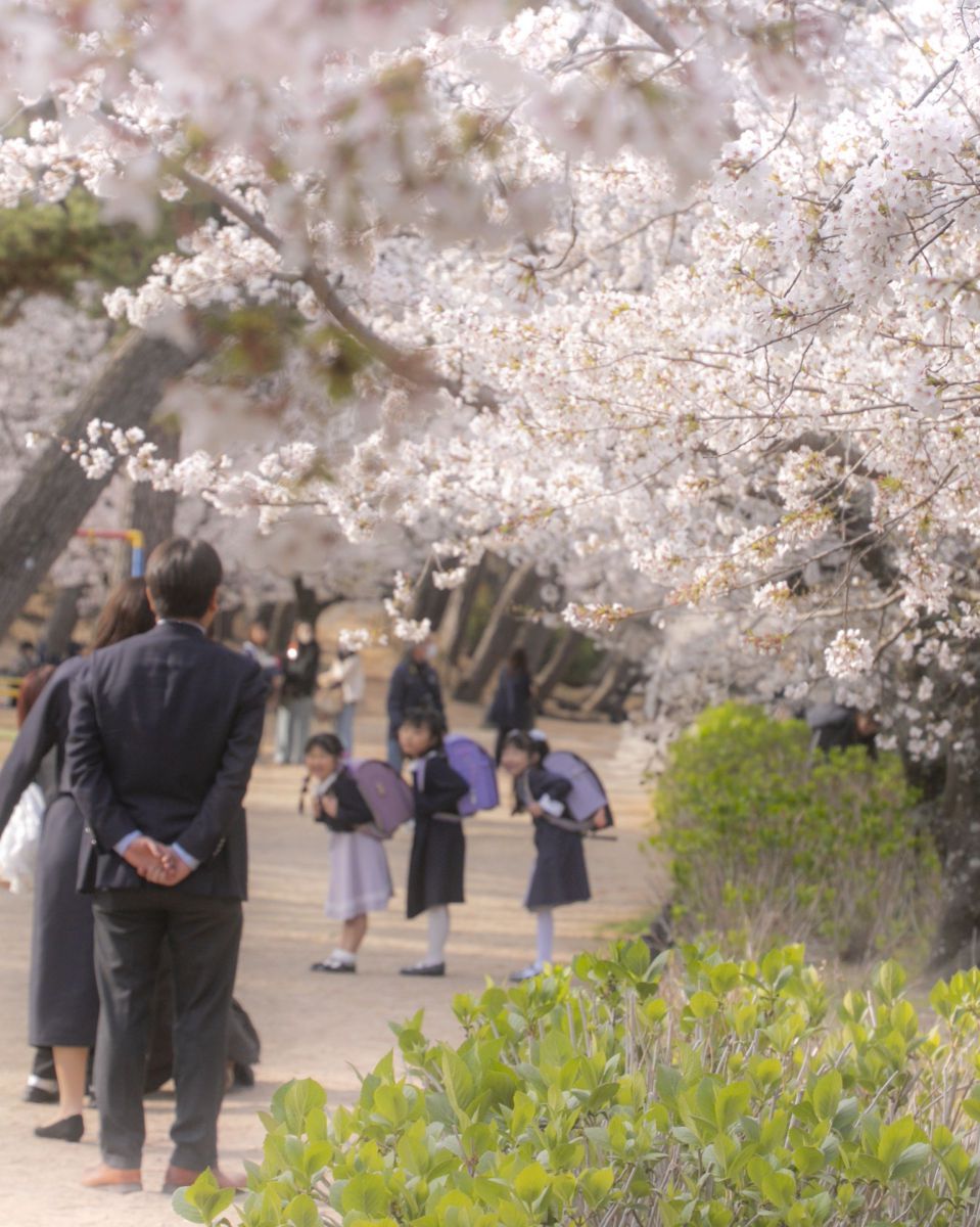 夙川 入学記念撮影② | GANREF