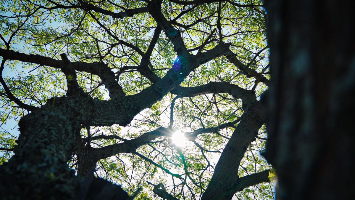 DSC02424.jpeg | GANREF