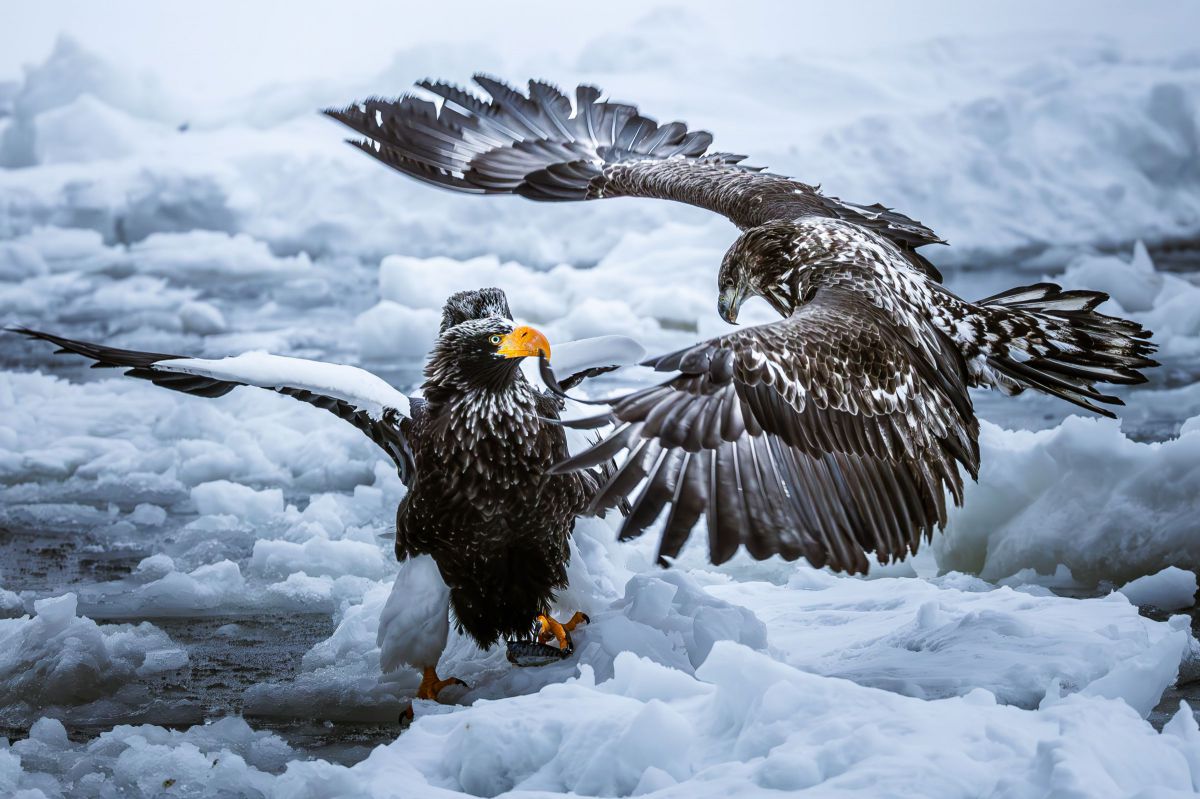 let's battle！ | GANREF