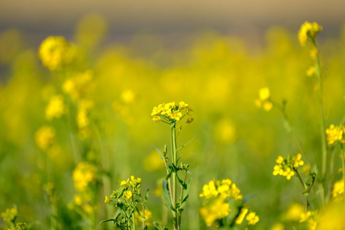 ピント合ってなくてもこのボケ具合が好きなんです | GANREF