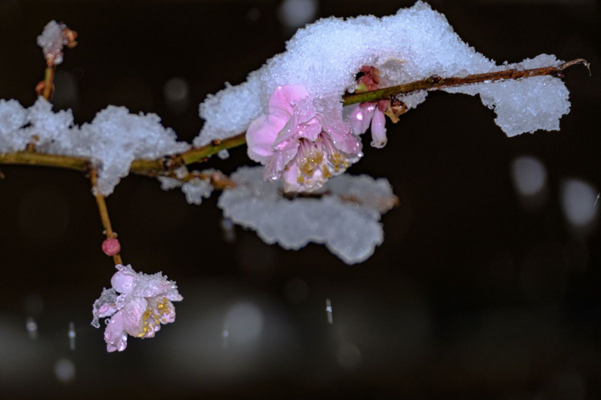 雪にも負けず | GANREF