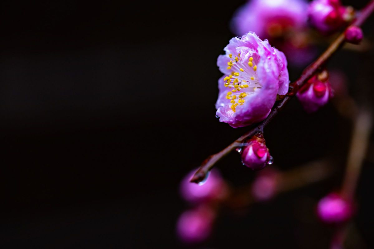 凛として | GANREF