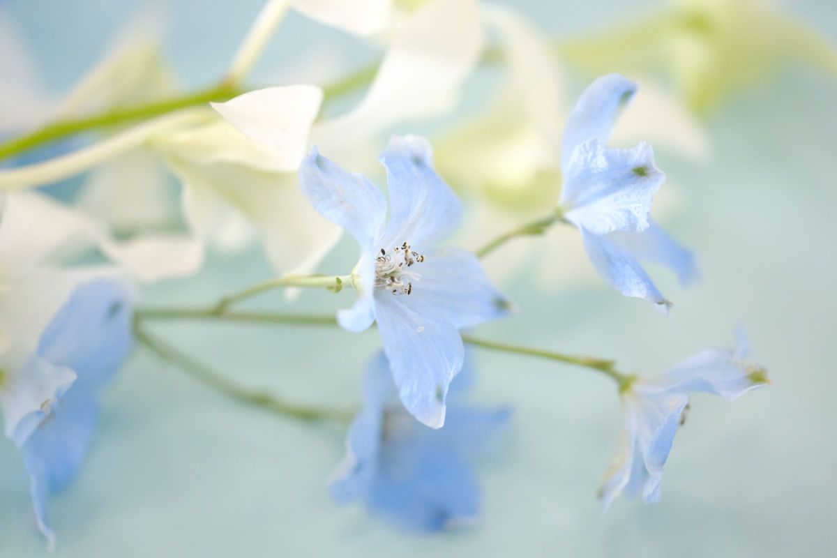 日の光を浴びて | GANREF