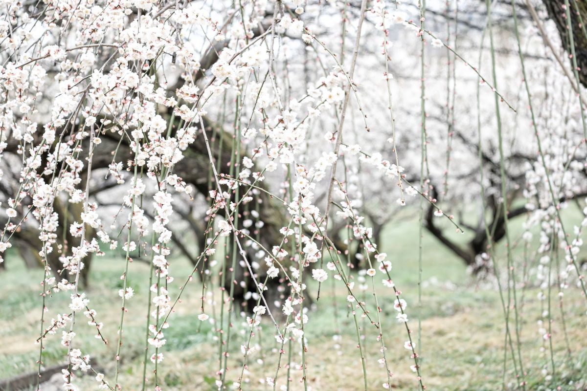 静かな時 | GANREF