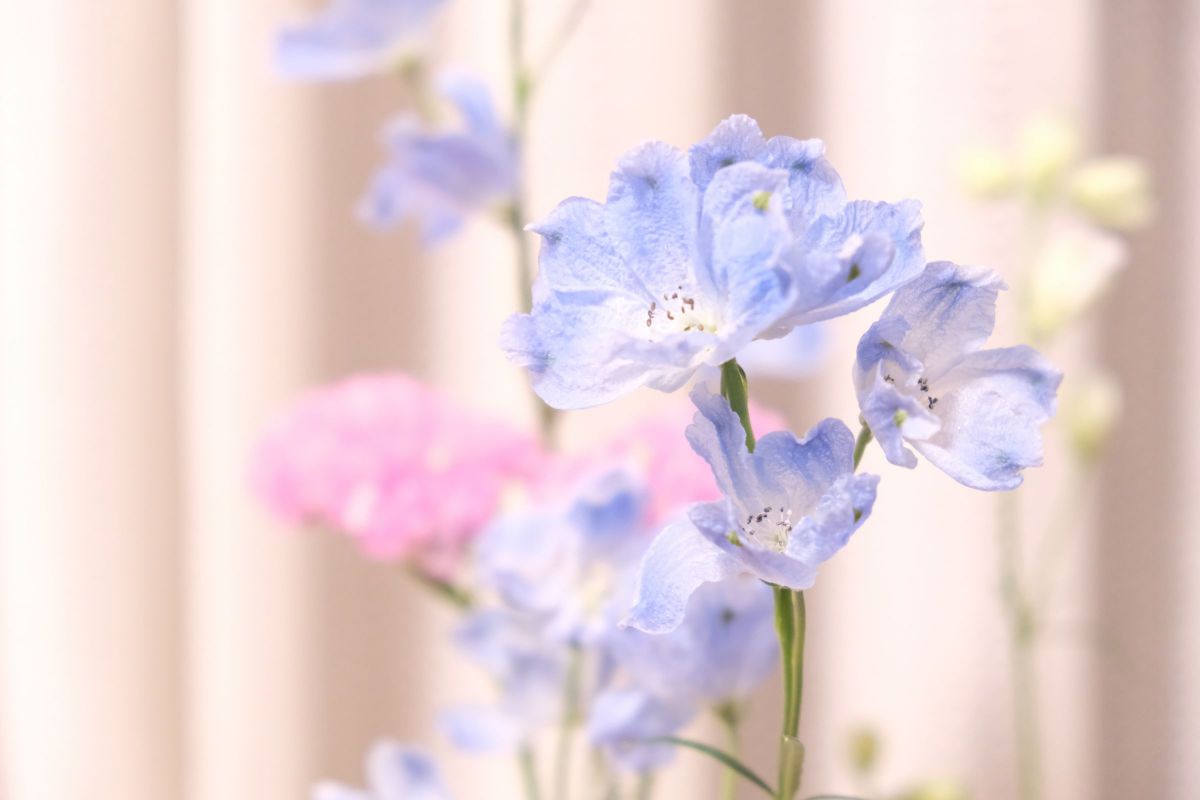 昼間撮影して | GANREF