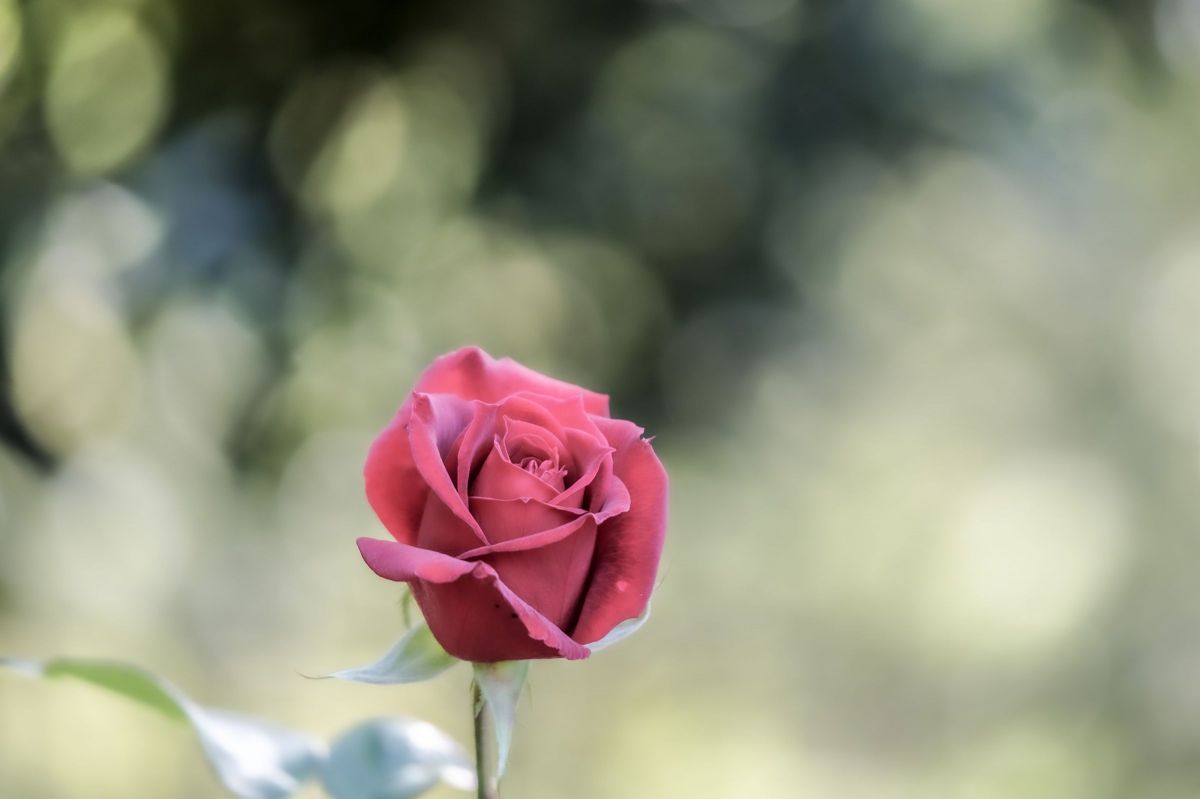 チョコの香りのように | GANREF