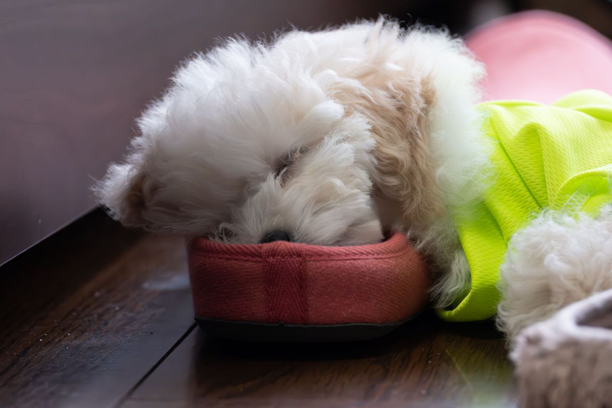 スリッパが枕 | GANREF