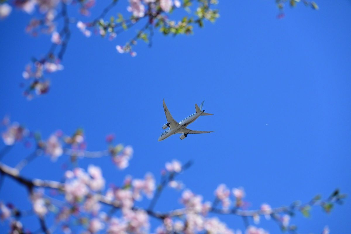 桜のお見送り | GANREF