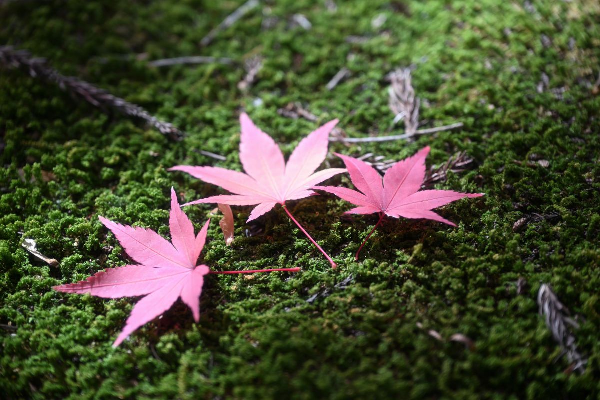 3枚のカエデ | GANREF