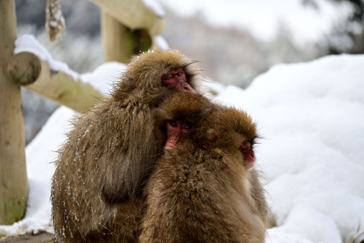 ぬくもりを求めて | GANREF