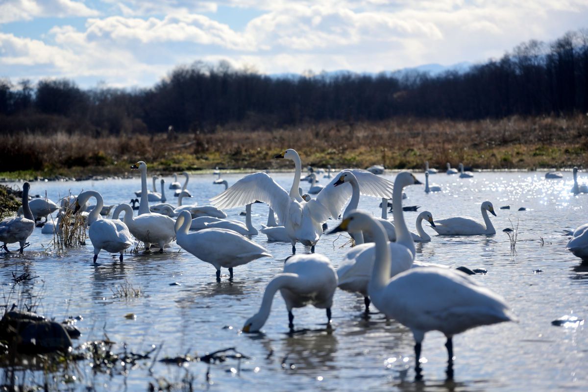 翼を広げて | GANREF