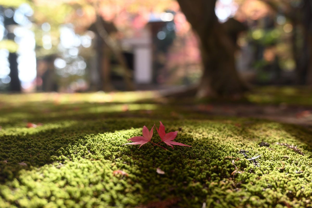 2枚のカエデと苔の絨毯 | GANREF