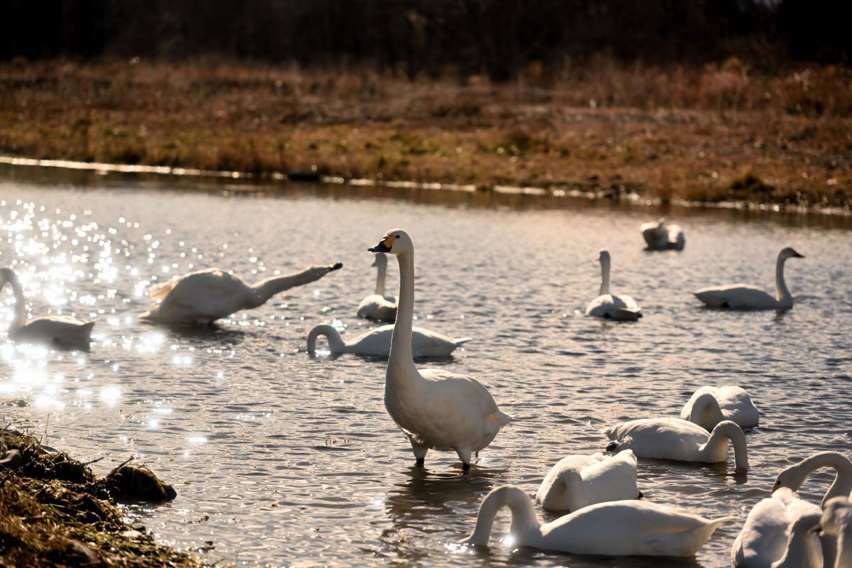 川辺にたたずむ | GANREF