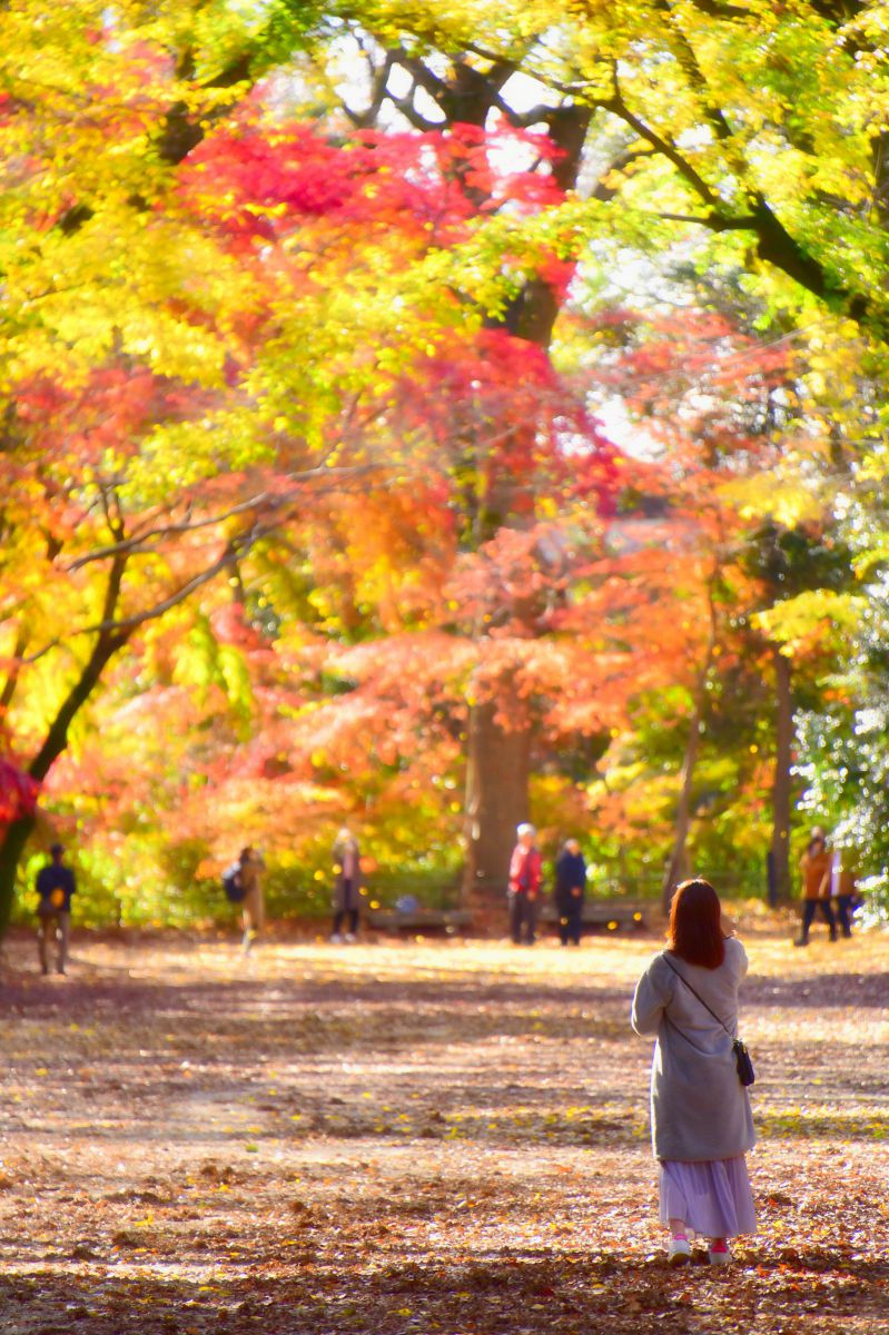 晩秋の陽射し | GANREF