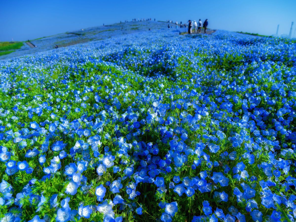 Morning Blue | GANREF