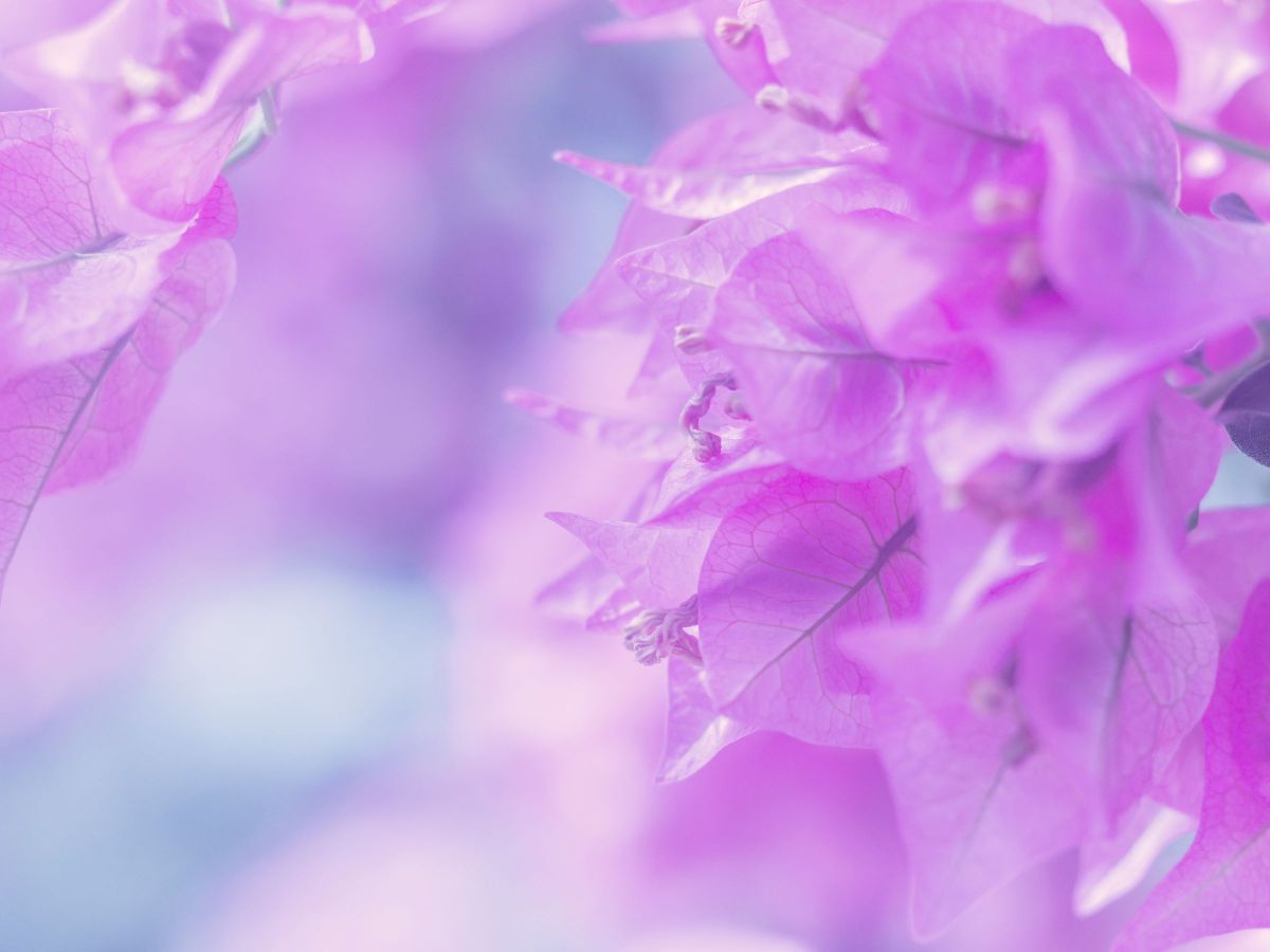 Melting pink | GANREF