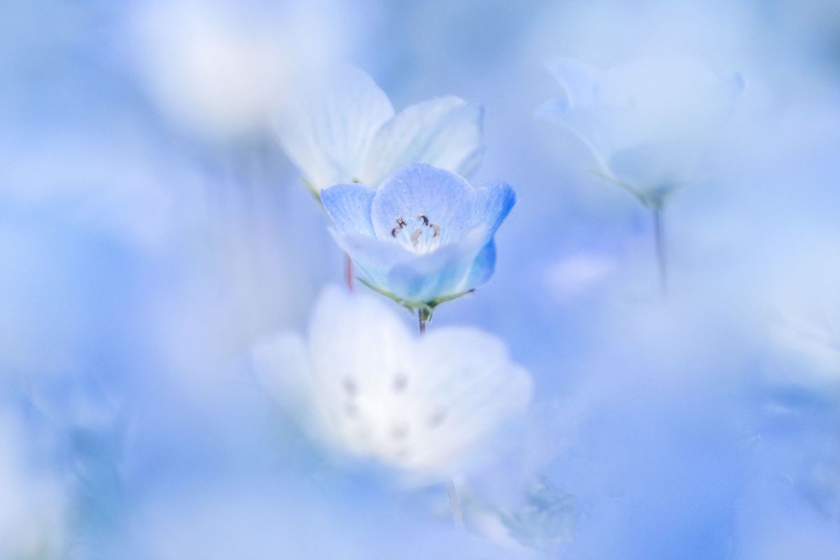 Blue fantasy | GANREF