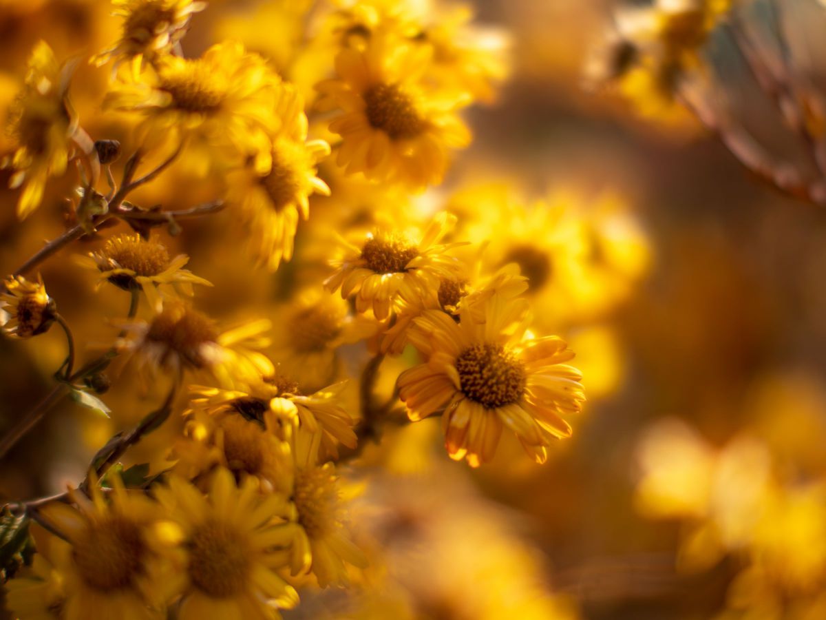 Melting yellow | GANREF