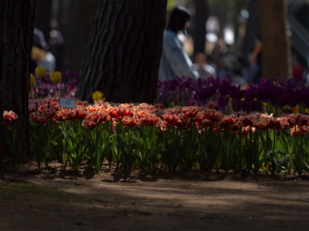 たまごの森のチューリップガーデン Vol.2 | GANREF