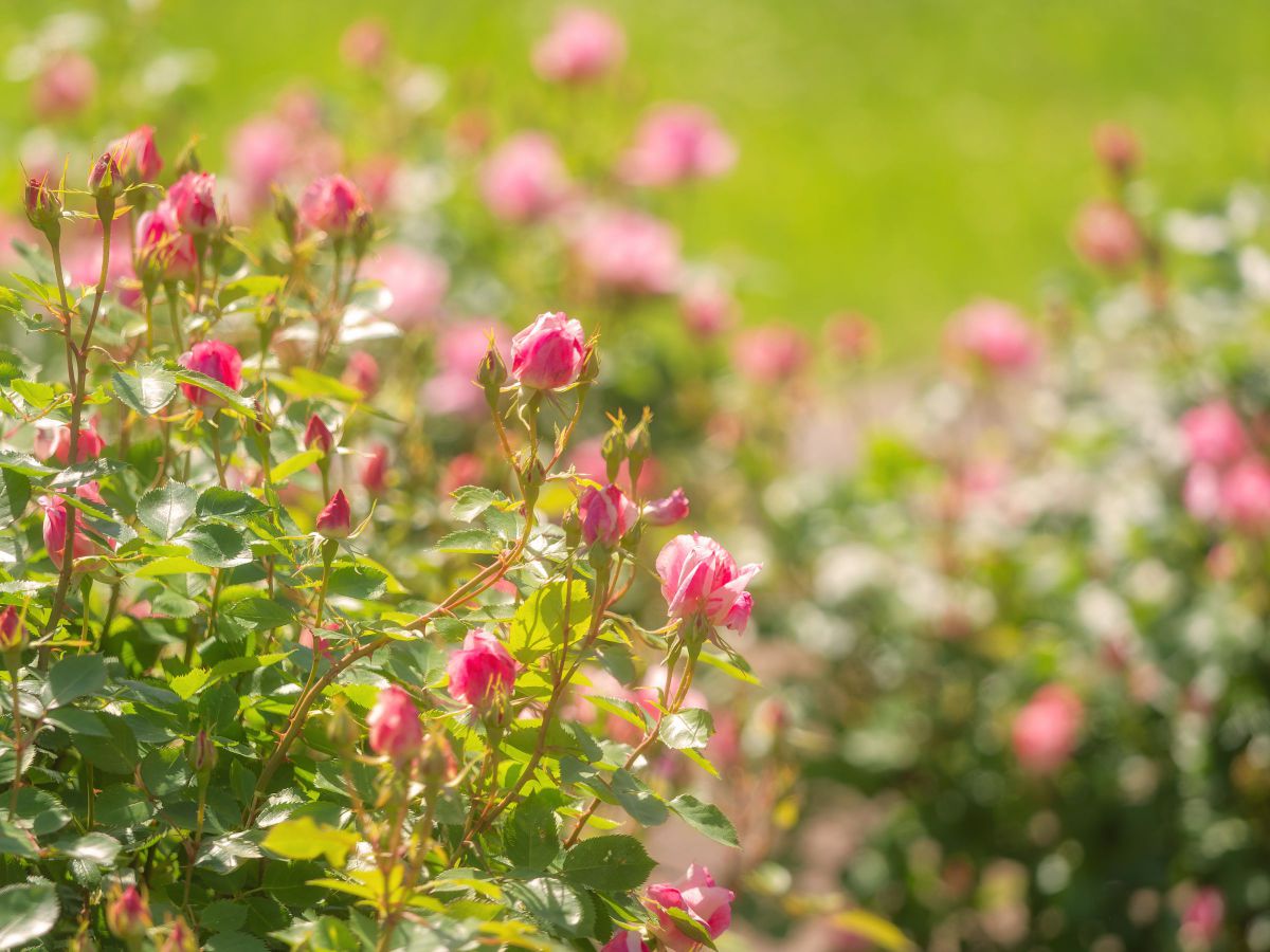 Welcome to the Rose Garden | GANREF