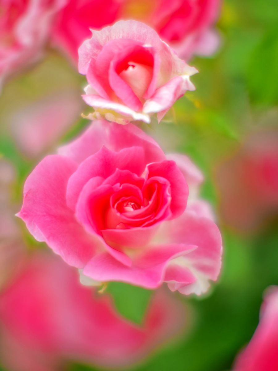 Floating Rose | GANREF