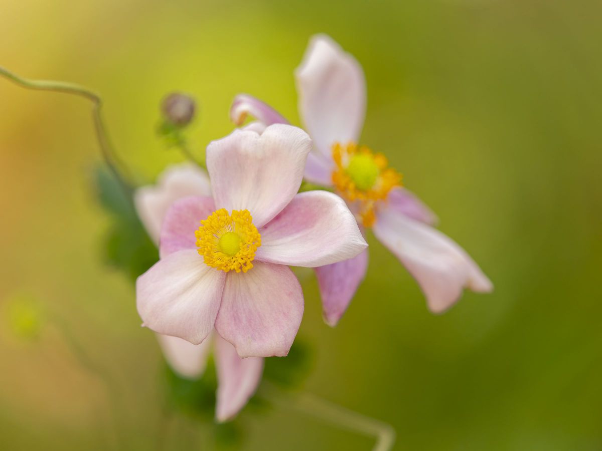 Floating flowers | GANREF