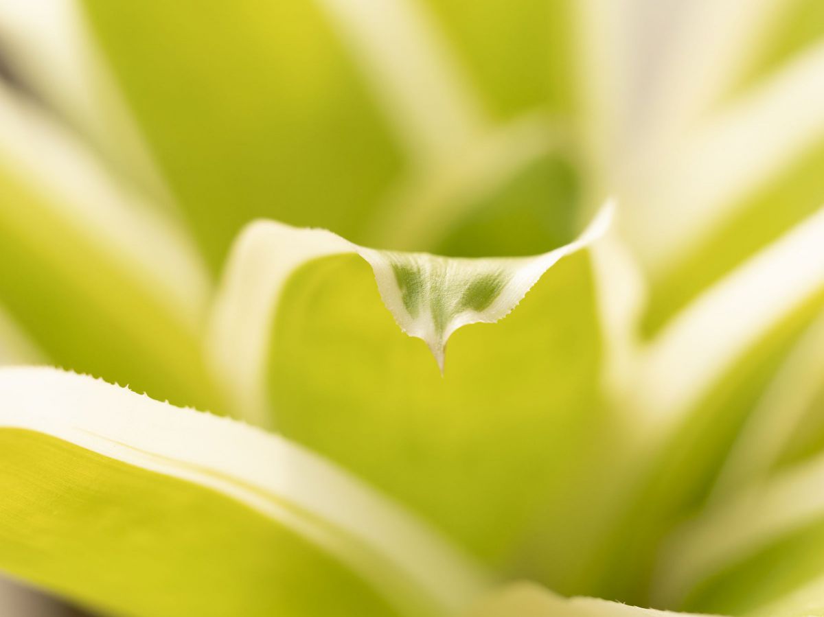 Yellow green | GANREF