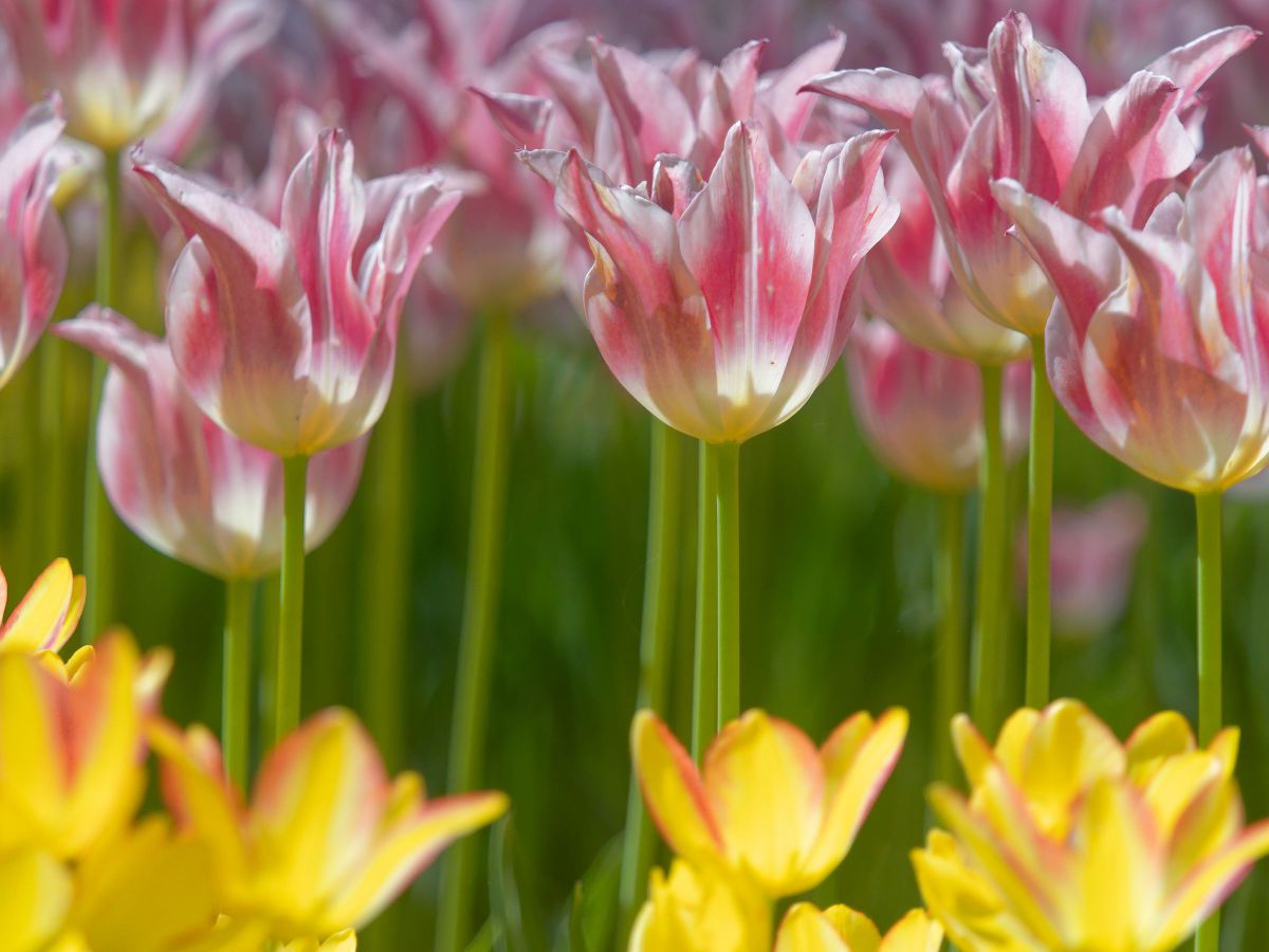 たまごの森のチューリップガーデン Vol.3 | GANREF