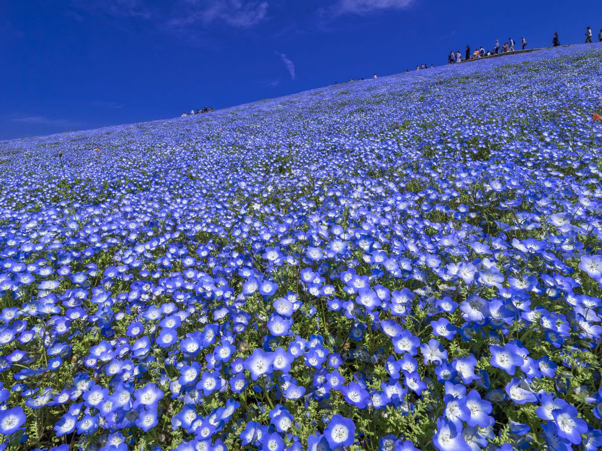 丘を見上げて2023 | GANREF