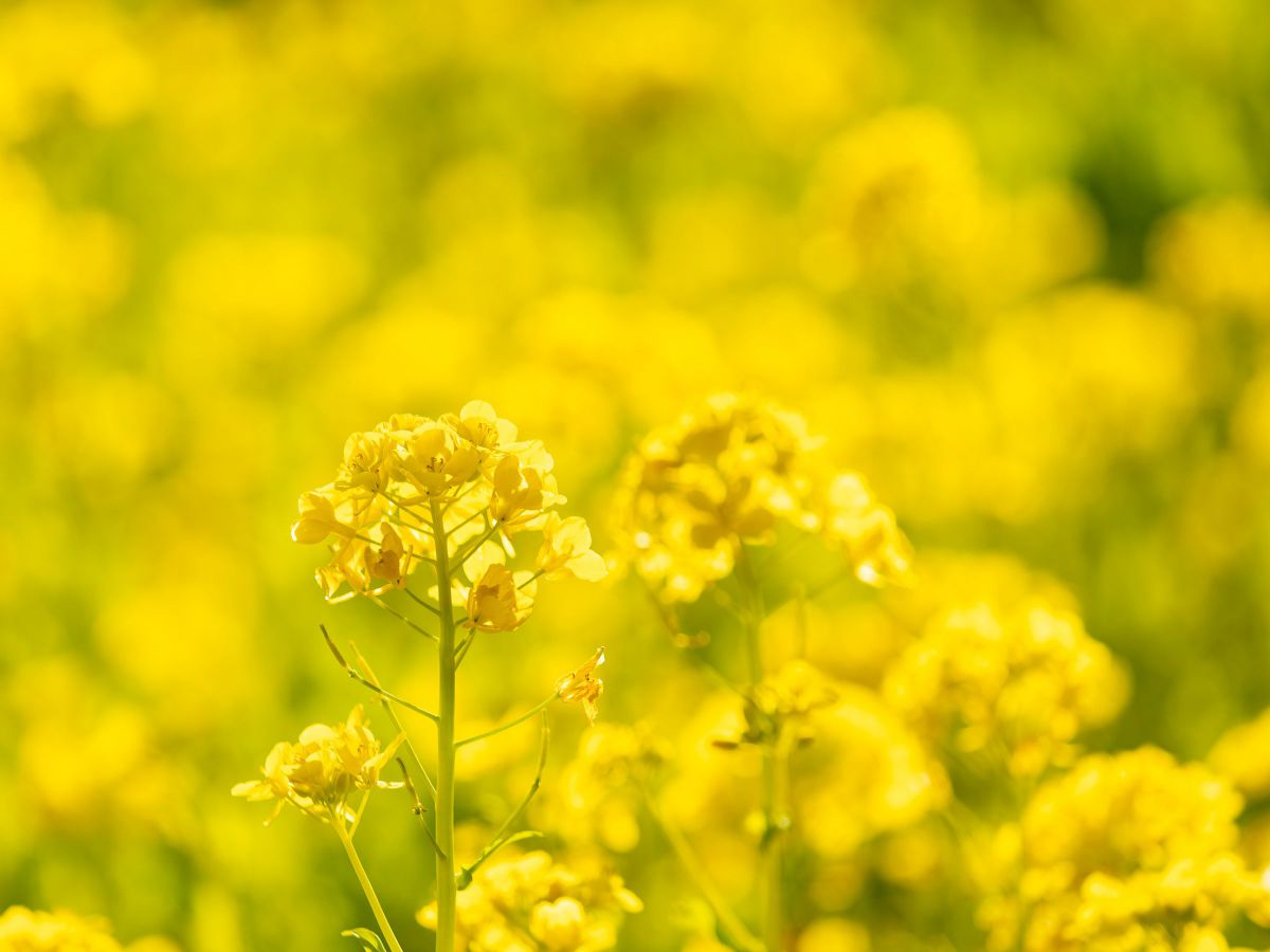 Spring yellow | GANREF