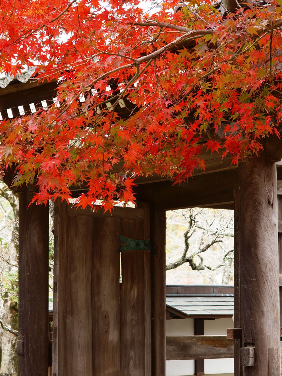 晩秋の山寺 2023-C | GANREF