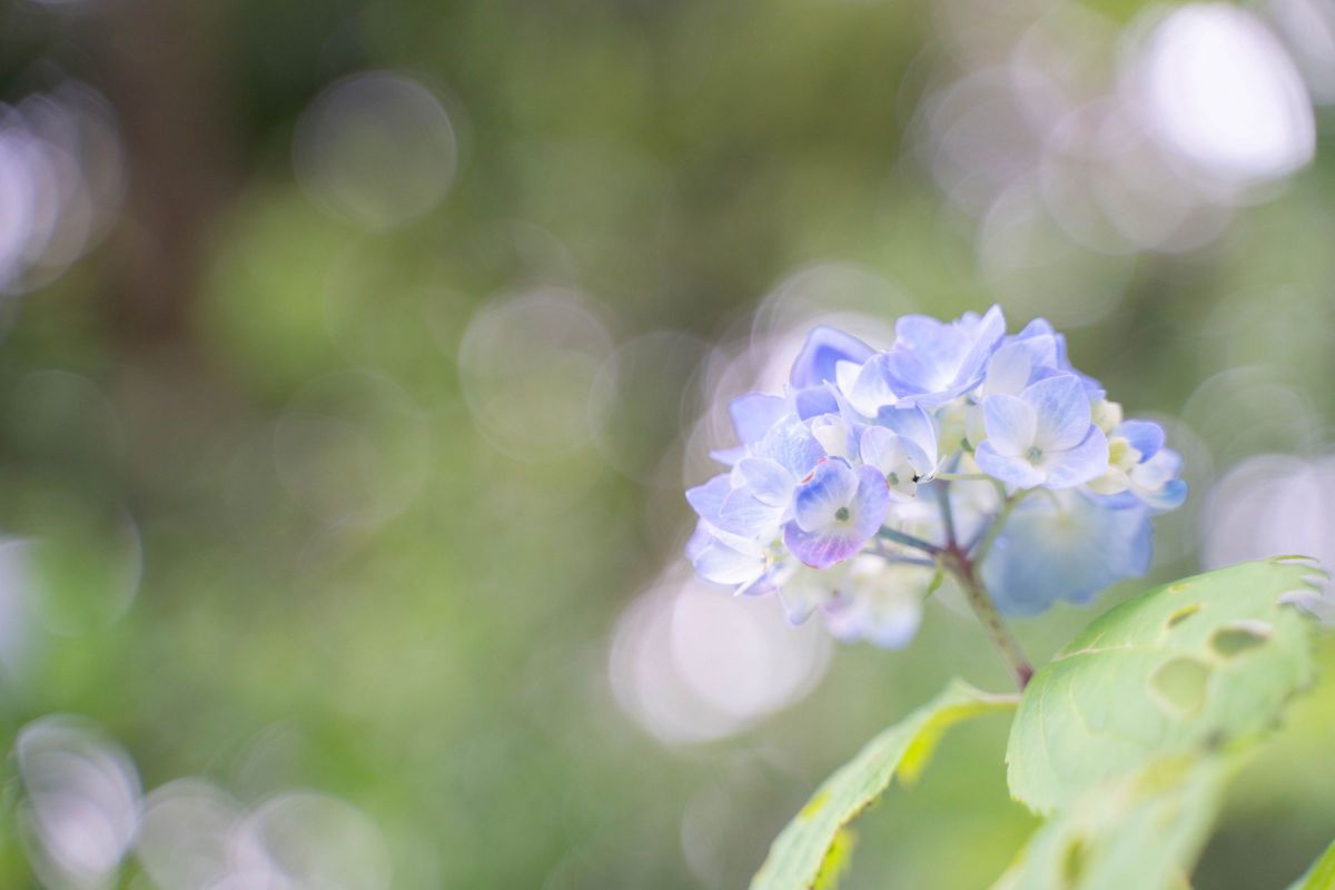 早咲きのあじさい | GANREF