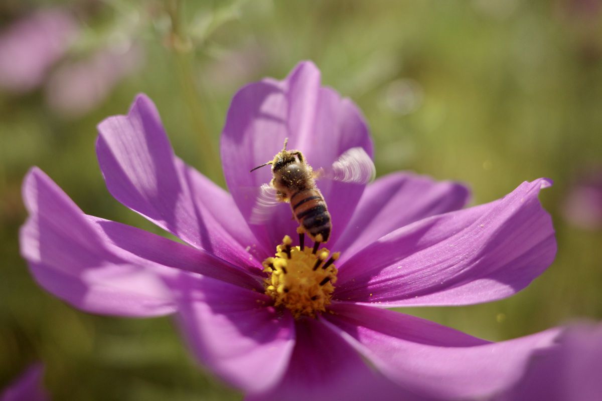 寡黙な使者 III | GANREF